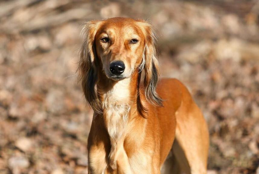 Kazakhstan to set standards for breeds of national dogs - TuraNews